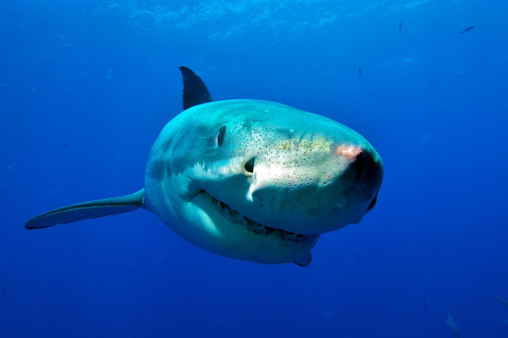 Celebrating Shark Week - Shark Cage Diving Top Tips | African Safari ...