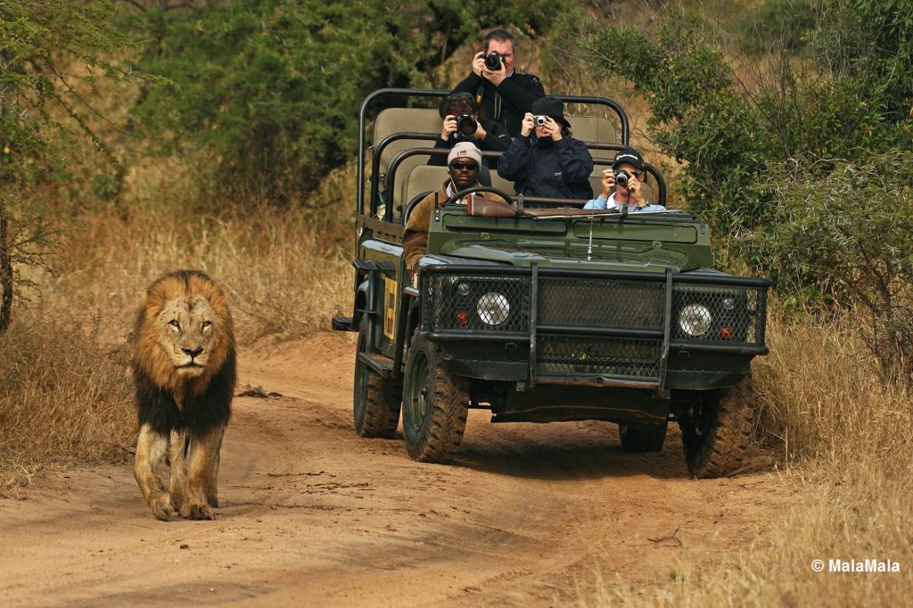 Top 5 Places to See Lions In the Wild | African Safari And Beach ...