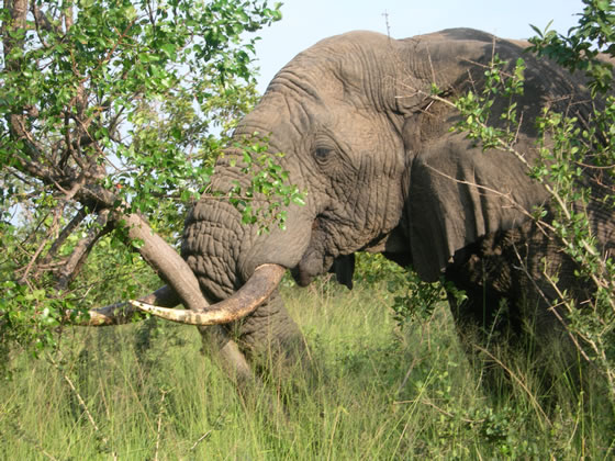 Elephant Photos Taken By Our Guests and Travel Butlers