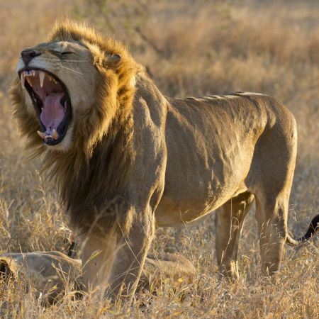 The Big 5 | Wildlife Guide