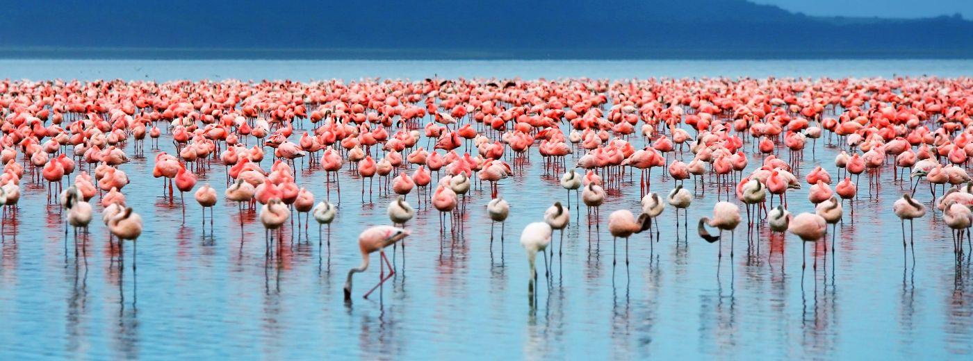 Lake Manyara | Tanzania | Flamingos