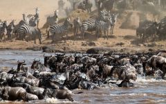 The Great Migration | Kenya | Masai Mara | Mara River | Wildebeest