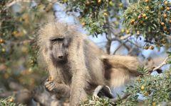 The Baboon | Wildlife Guide