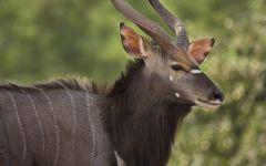 The Nyala | Wildlife Guide
