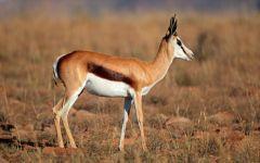 The Springbok | Wildlife Guide