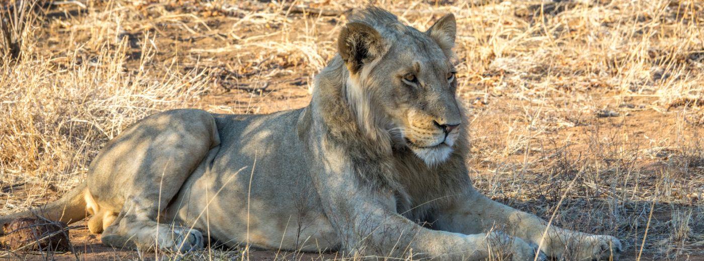 Balule Nature Reserve | Greater Kruger Park | Pondoro | Mohlabetsi