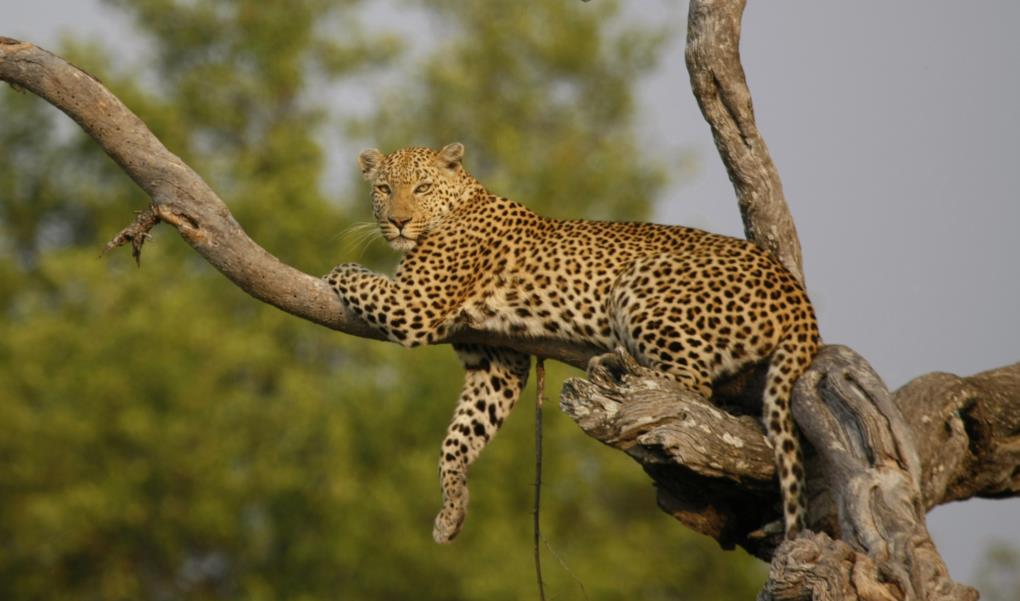 Little Kwara | Okavango Delta
