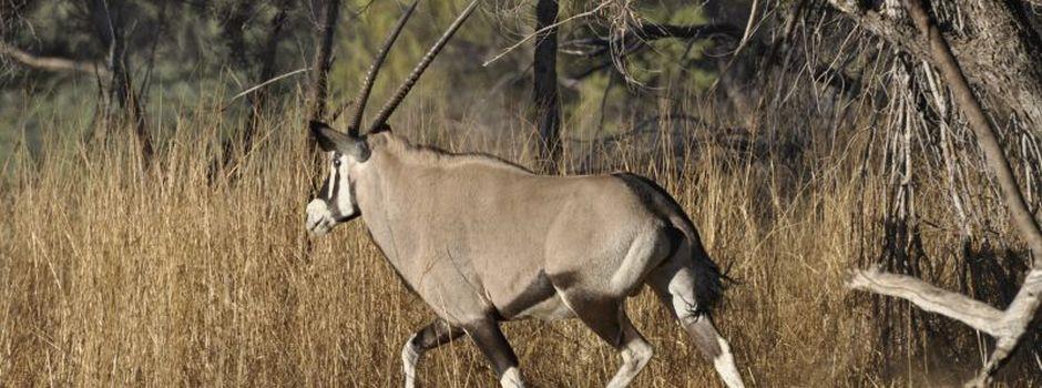 Huab Lodge - Not Available