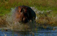 Pongola Game Reserve | KwaZulu-Natal Safari | Lake Jozini